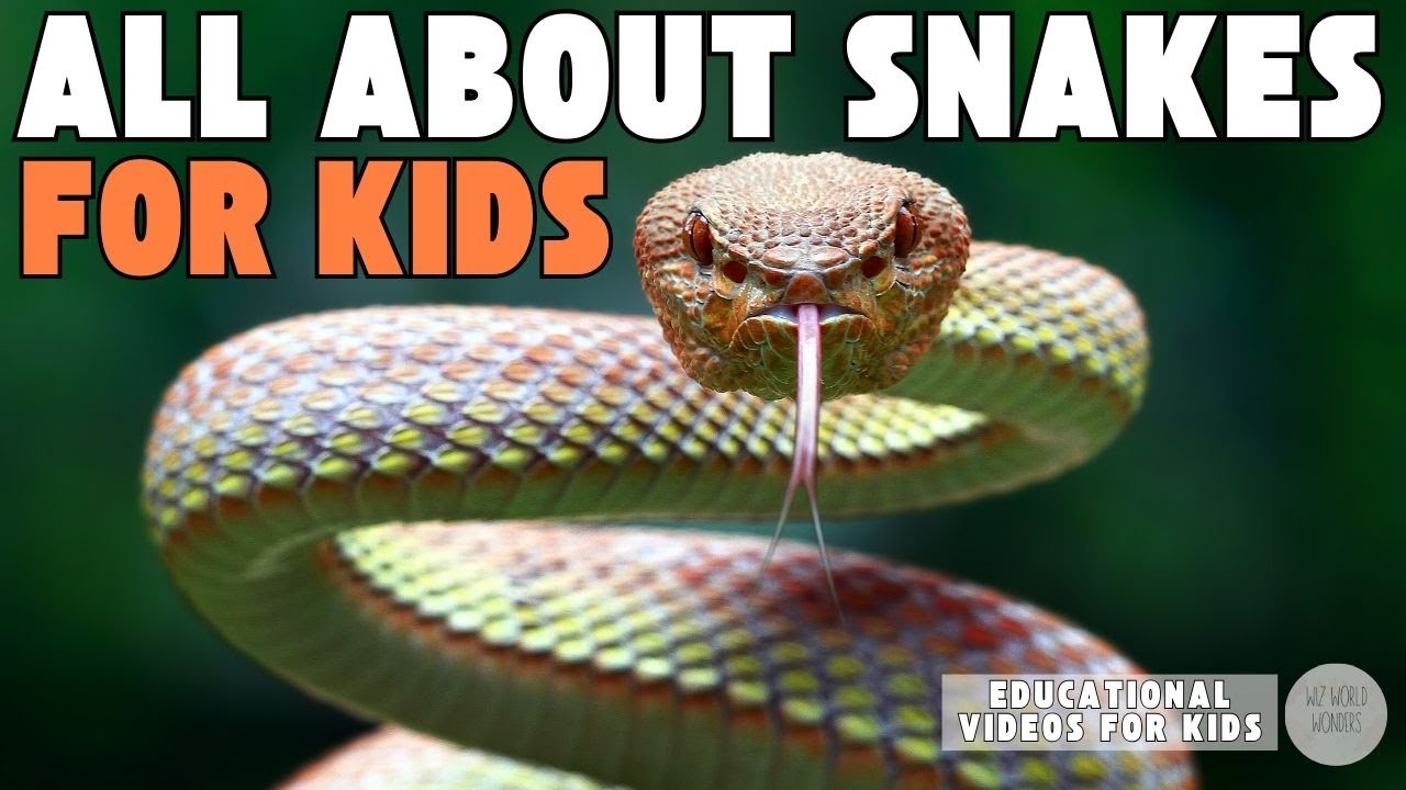 All About Snakes for Kids | Educational Videos for Kids | Wiz World ...