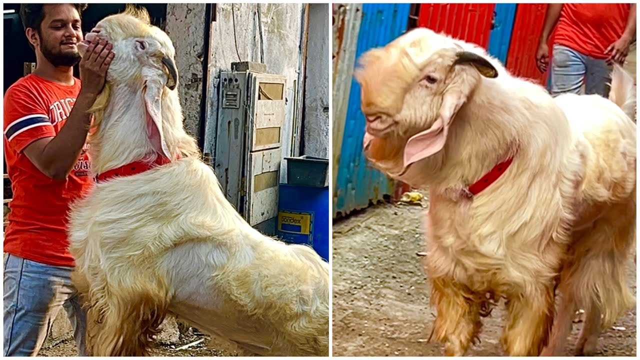 The Biggest Hansa Goat at Empire Goat Yard, Kalina, Mumbai - YouTube