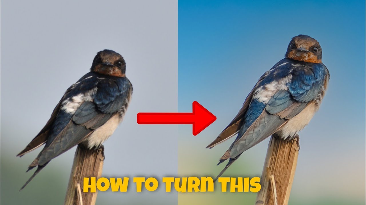 How to dramatically edit bird in photoshop #photoshop - YouTube