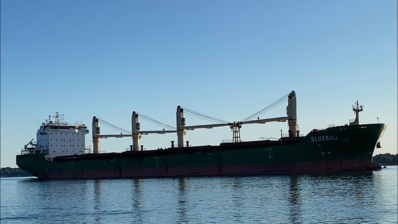 Saltwater Ship Bluebill - YouTube
