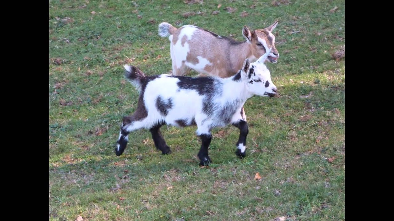 Chèvres toys et naines de l'élevage des Ty Cabris en Bretagne - YouTube