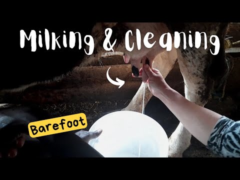 Helping clean the barn & milk the cows | What countries are barefoot ...