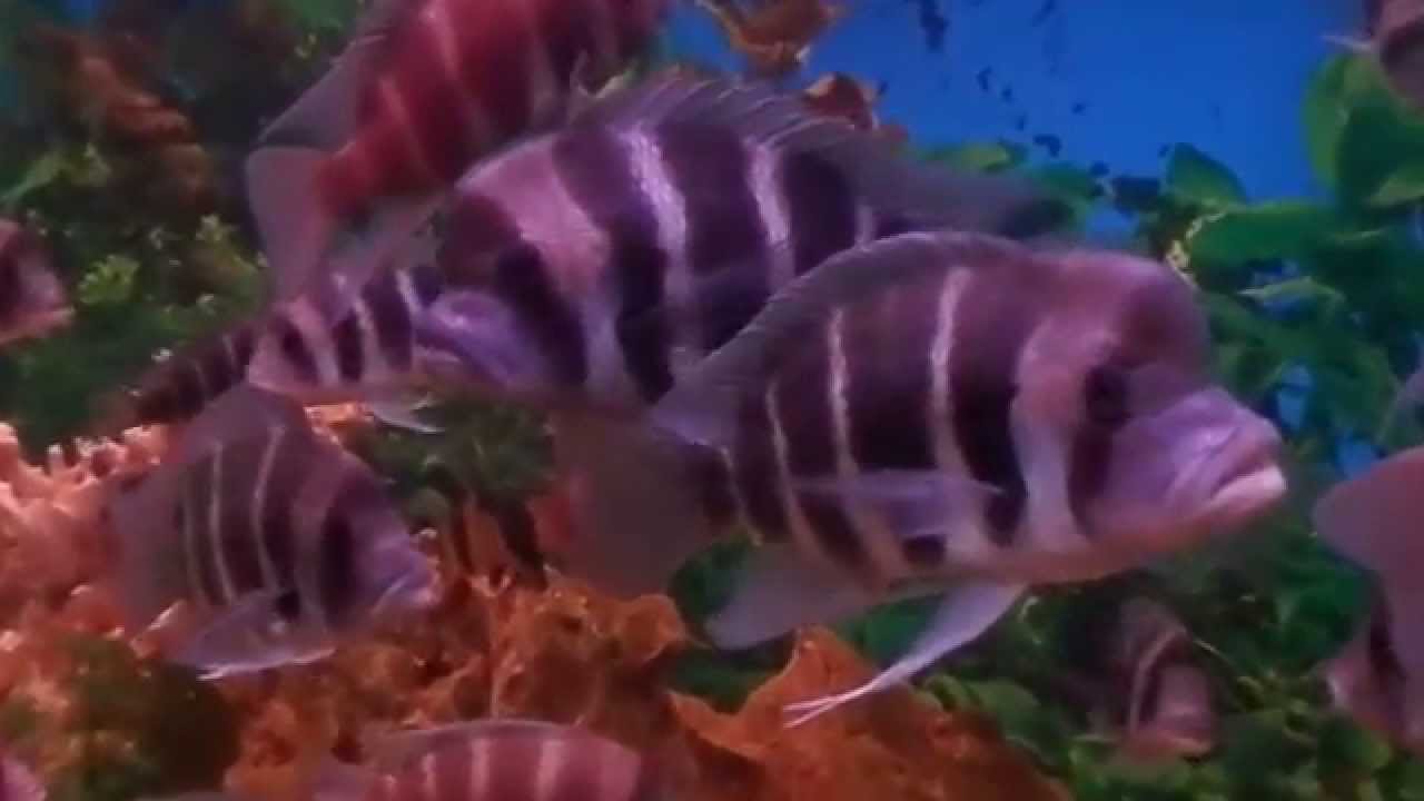 Red n Blue Frontosa cichlids - YouTube