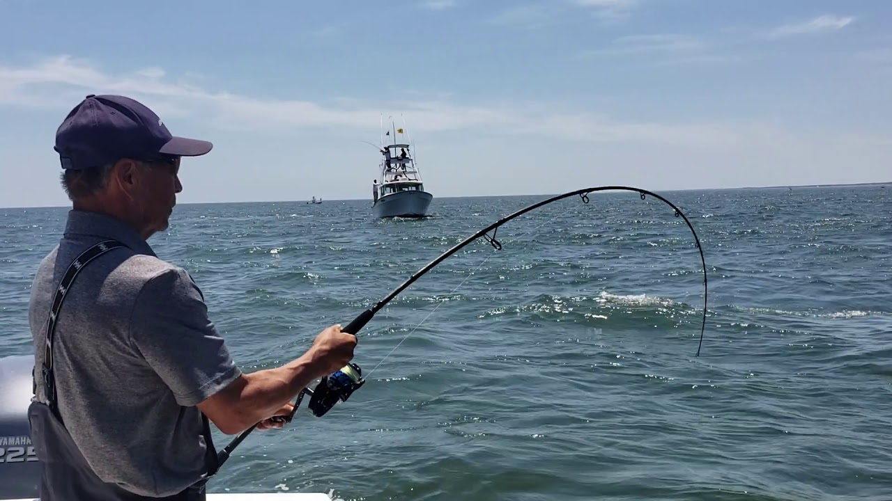 fighting cobia using light 8' Black Hole Suzuki L rod - YouTube