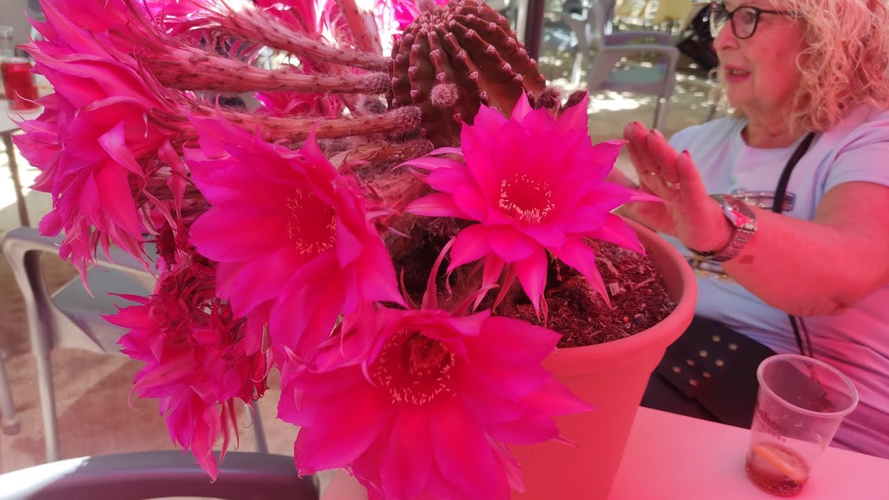 CÓMO DISFRUTÉ DE LAS SUCUS - YouTube