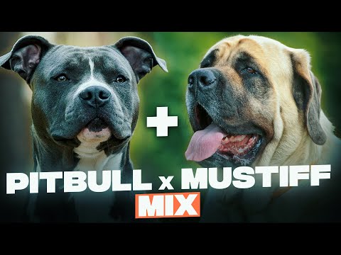 All You Need To Know About The Mastiff-Pitbull Cross [+video]