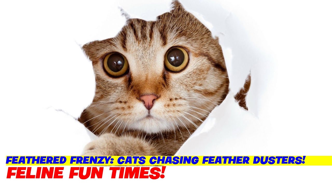Feathered Frenzy: Cats Chasing Feather Dusters! - YouTube