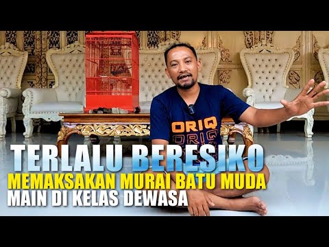 Walaupun mampu tapi ini terlalu beresiko murai muda main di kelas dewasa