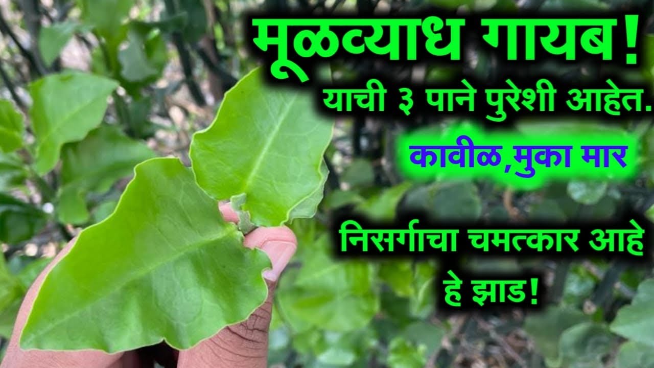 याची 3 पाने मूळव्याध बरी करतात,अल्सर,कावीळ,सूज उतरवतात; निसर्गाचा ...