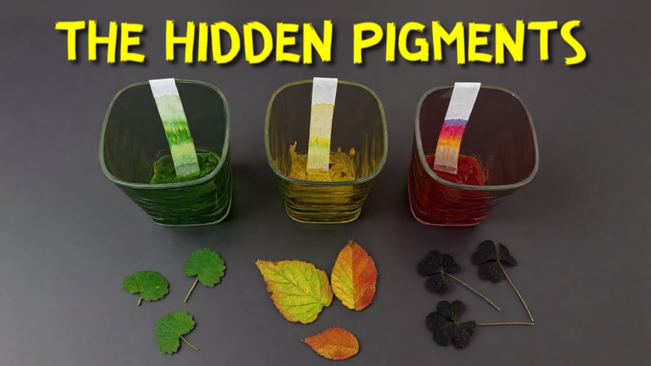 Leaf Color Chromatography Experiment for kids | See the Hidden Pigments ...