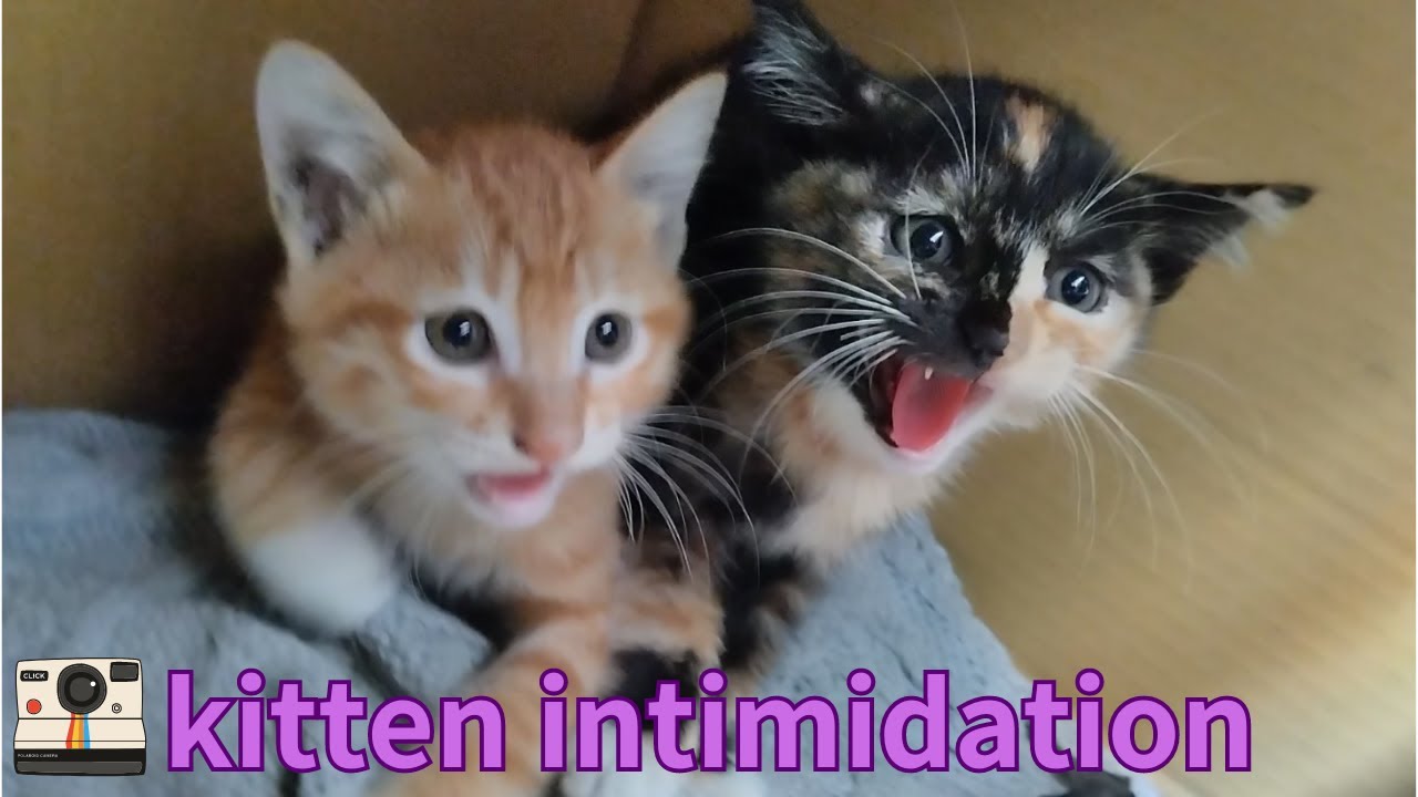 kitten intimidation - YouTube