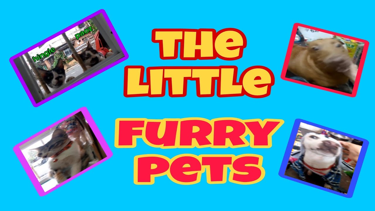 The little furry pets #cat #dog #cute #love #furry #animal #catlover # ...