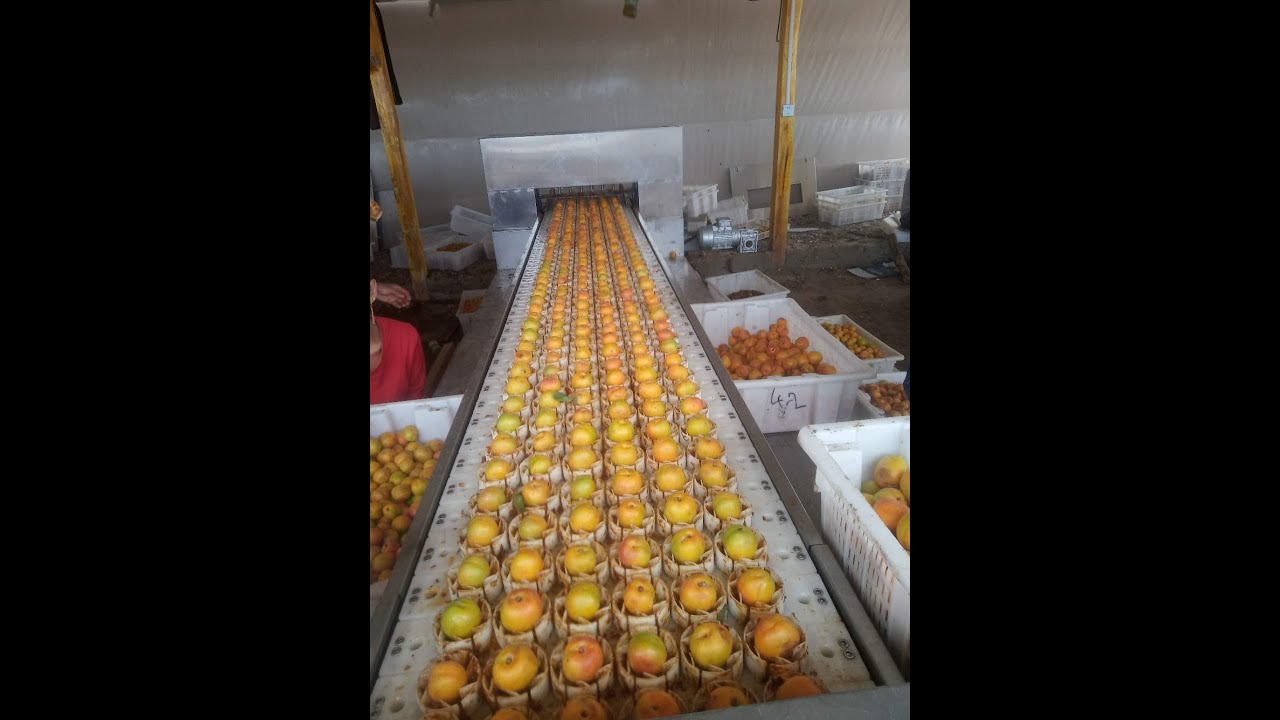 Plum pitter machine for sale - YouTube