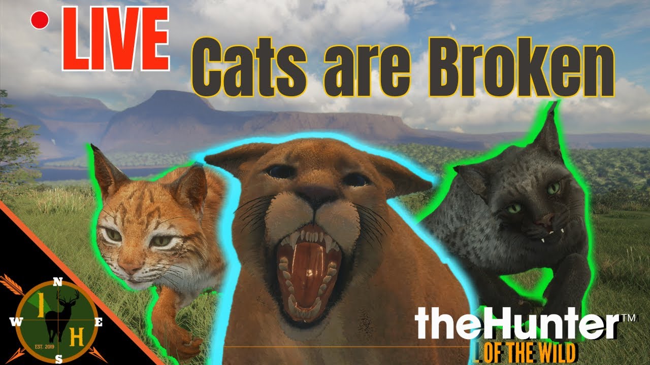 I hear cats are broken.... Lets find out how much - YouTube