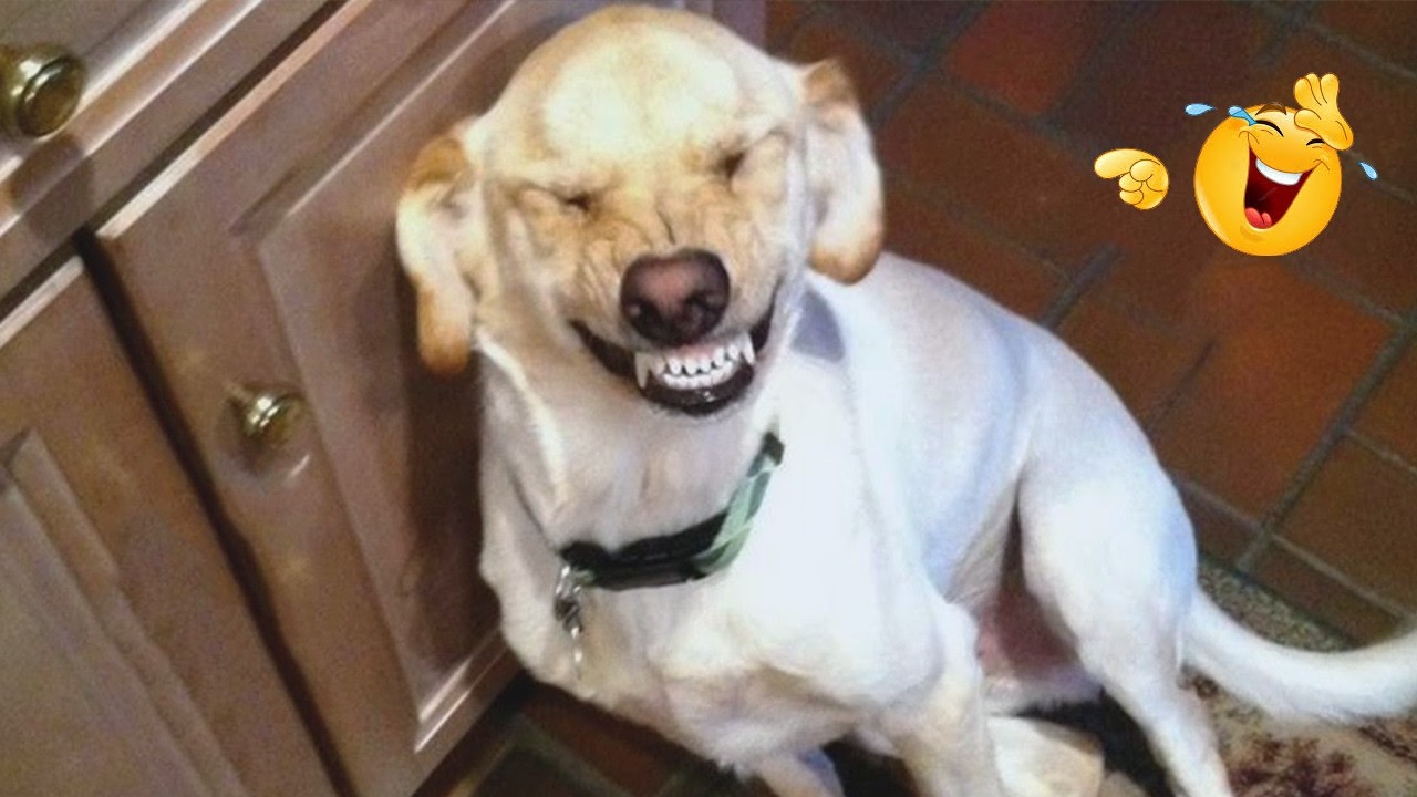 You’ll Die Laughing Watching These Dogs 😂🐶 The Funniest Dog Moments ...