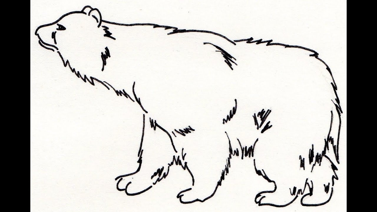 Cómo dibujar un oso - How to draw a bear - YouTube