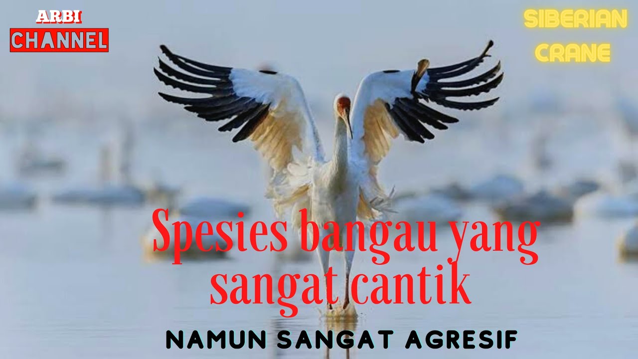 fakta unik dan menarik Siberian crane, spesies burung bangau - YouTube