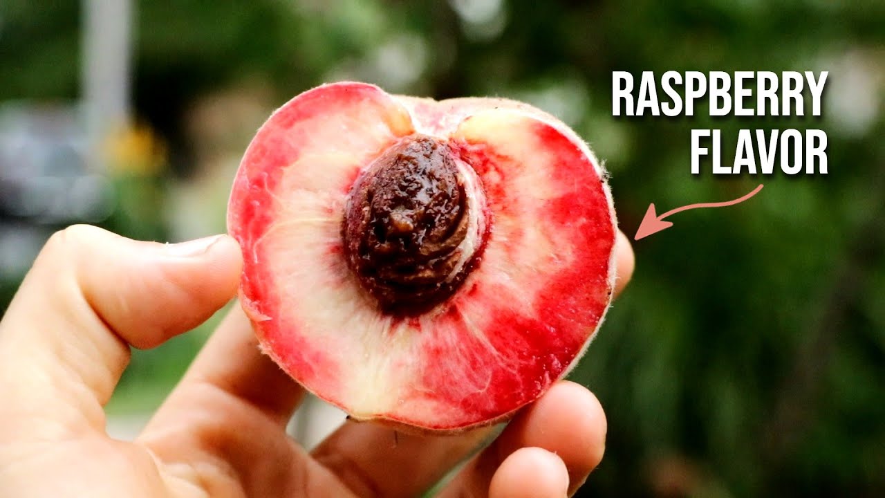 Blood Peaches: The Best Peach You've Never Had - MUST GROW FRUIT TREE ...