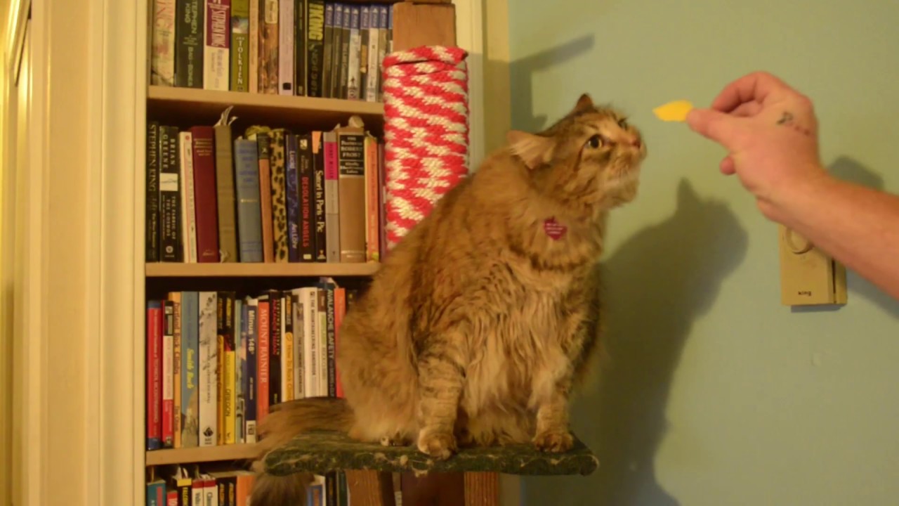 TOO FUNNY!!!! Cat Booping - YouTube