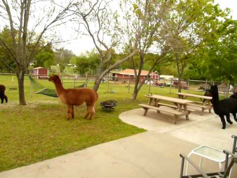 Alpacas running Bailee 4.2010 001.mov - YouTube