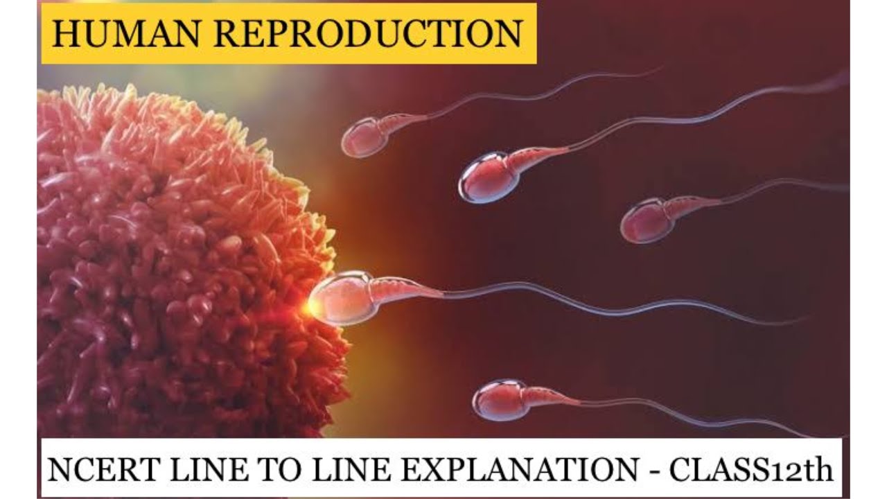 Biology - Line To Line Explanation of NCERT | Human Reproduction ...