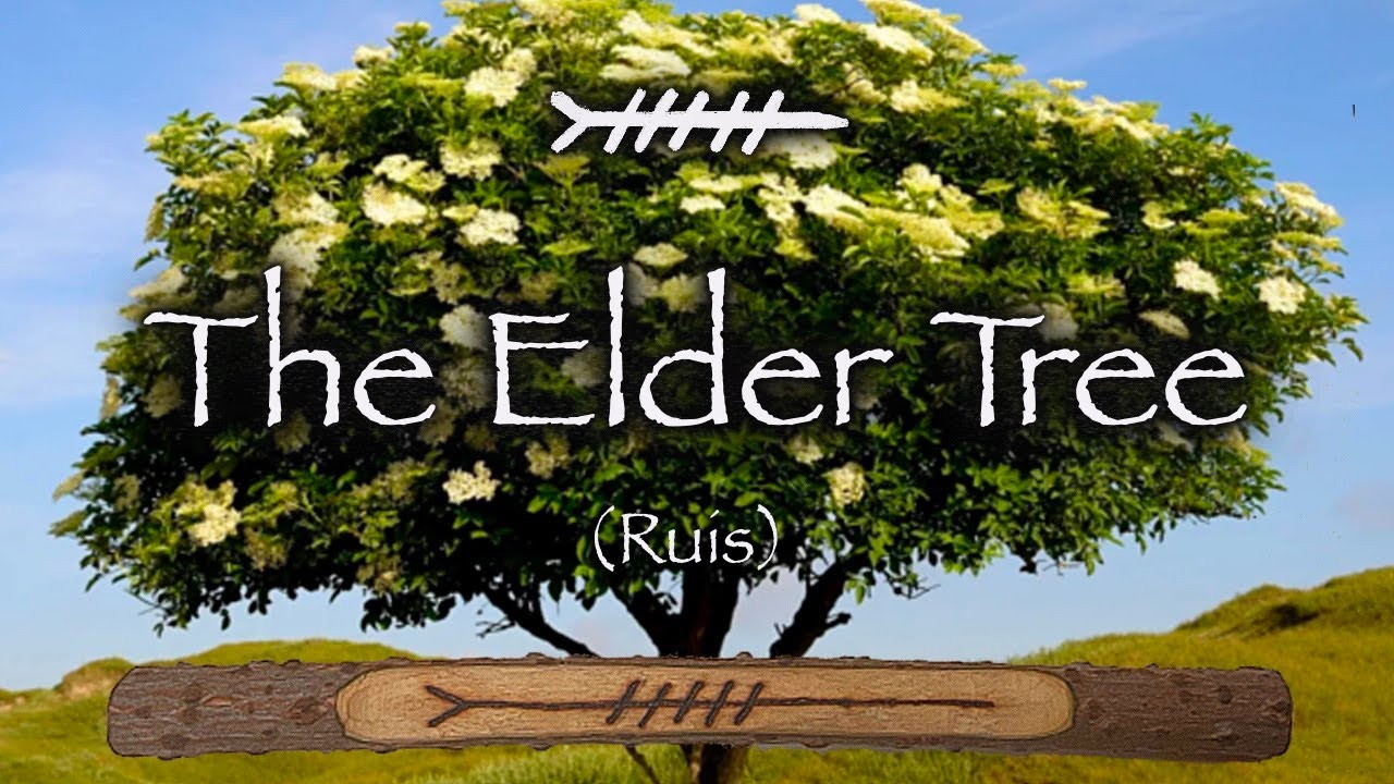 Elder | Folklore, Mythology and Magic of the Elder Tree (Ruis) - YouTube
