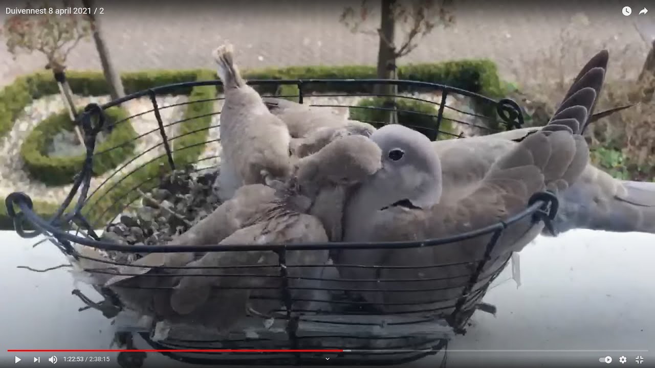 Duivennest 8 april 2021 / 2 - YouTube