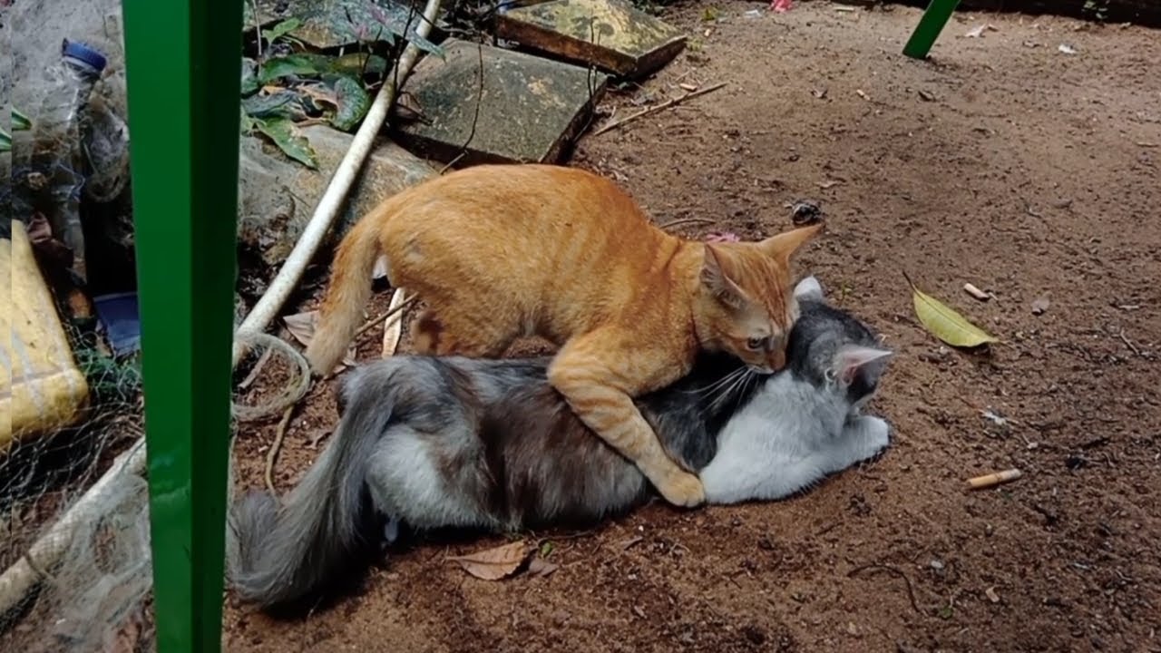 Cute Cat Moments Part 42 (Cat Mating ) - YouTube