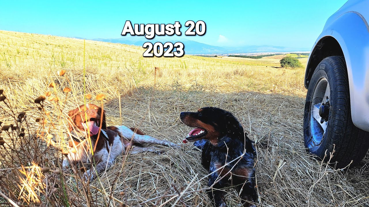 Εκπληκτικό κυνήγι ορτυκιού με Epagneul Breton. August 2023 - YouTube