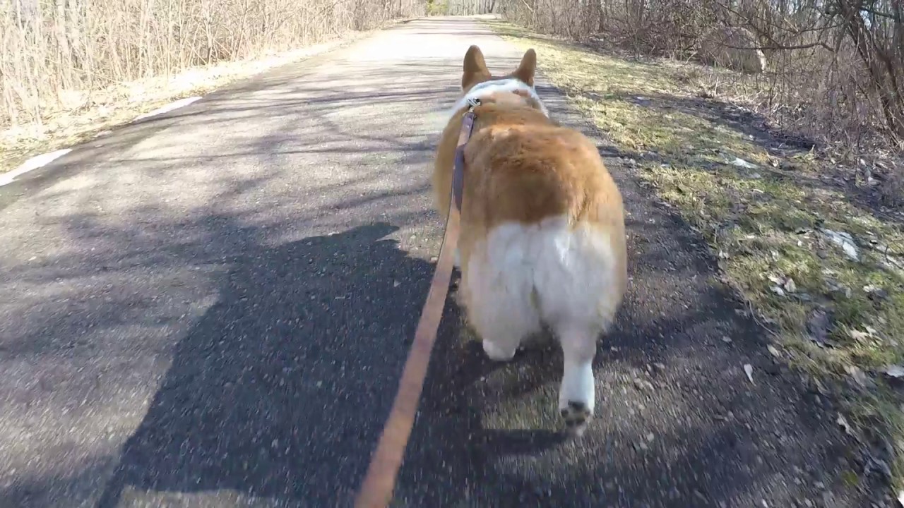Corgi walk in the park - YouTube