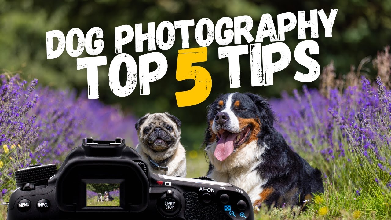 Dog Photography Tips for Beginners (and Pros!): Get the Best Shots ...