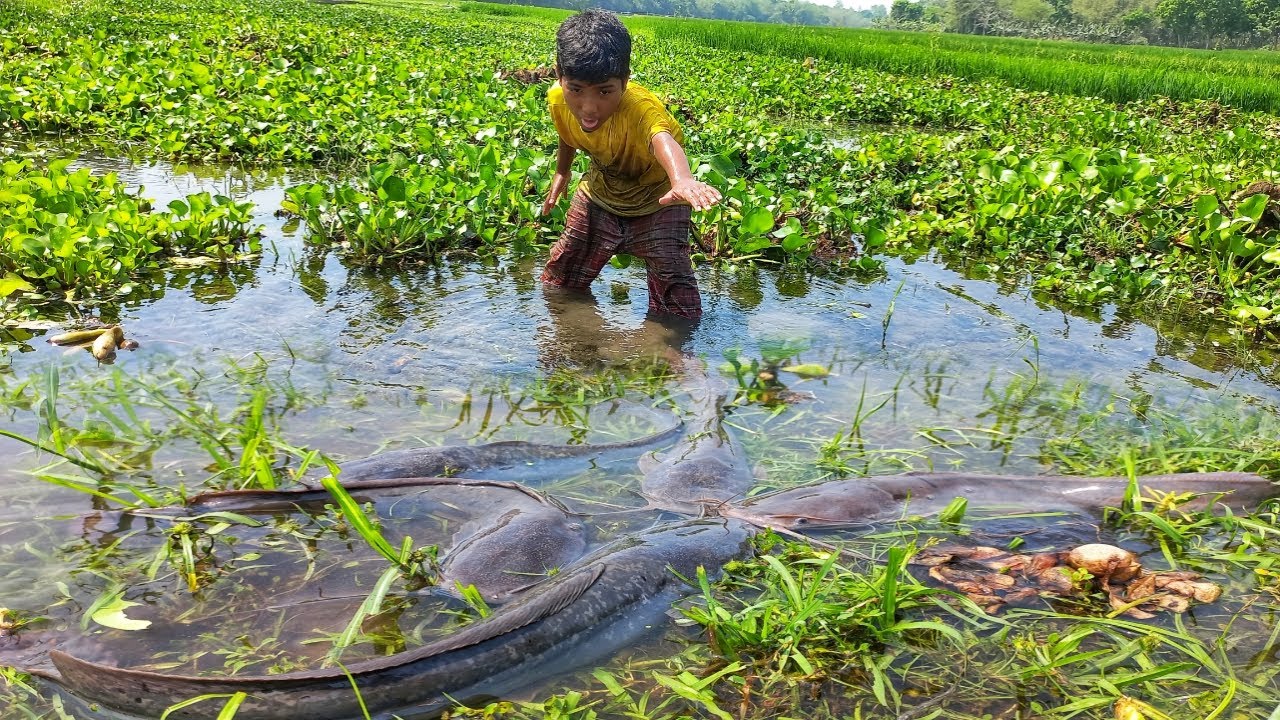 Unbelievable Fishing By Hand || Traditional Boy Catching Catfish By ...