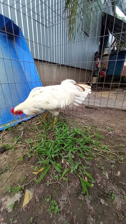 ngày 5/7.bướm 2kg6.lh.0857852048 - YouTube