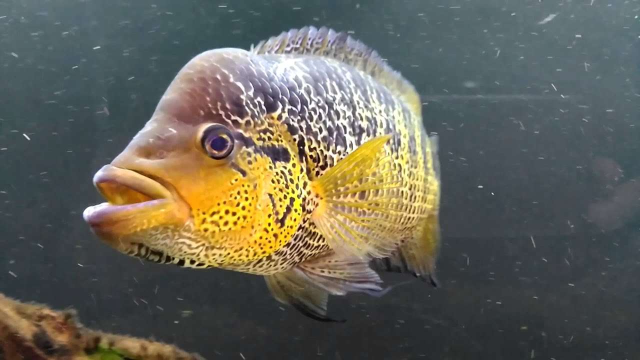 Fish room tour American cichlids second update. - YouTube