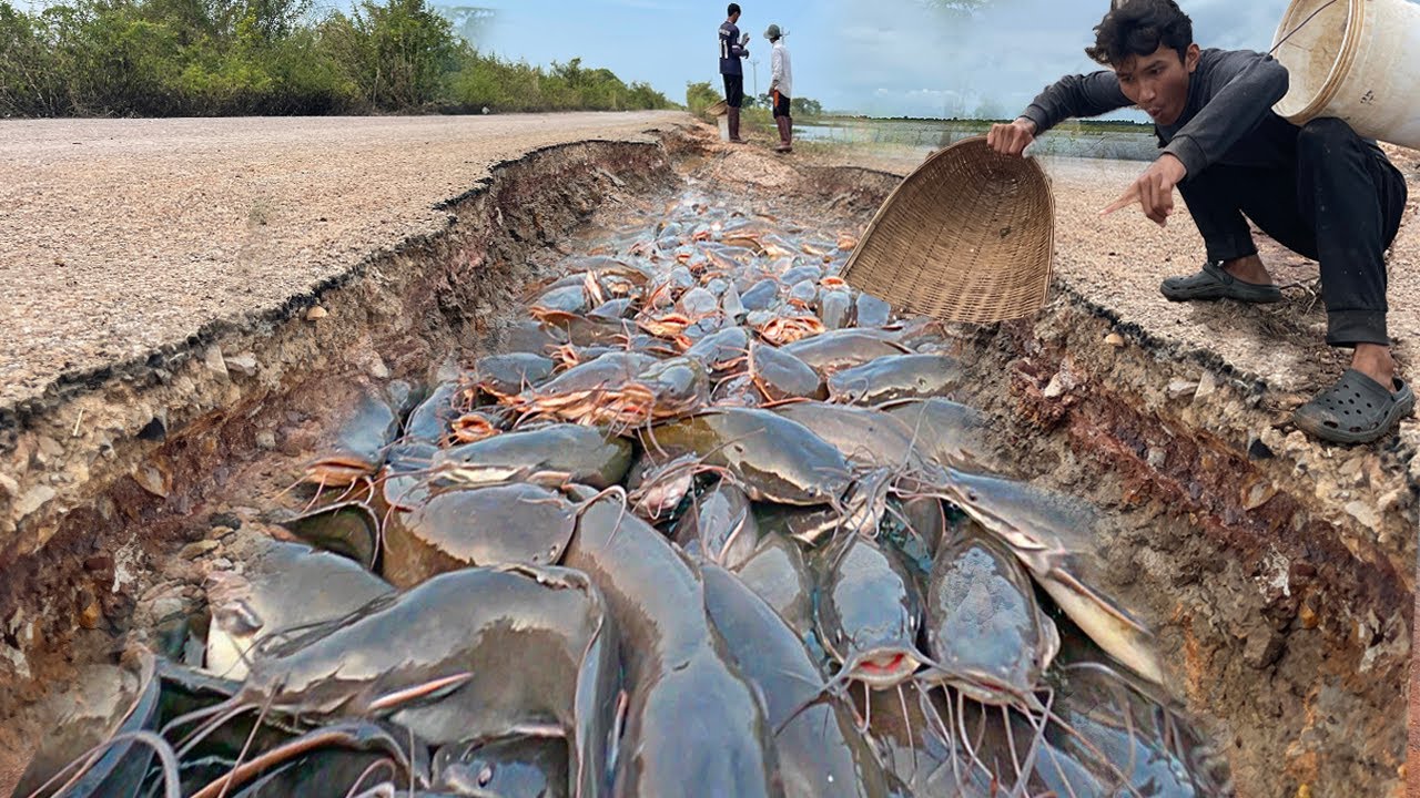 Unique Smart Fishing After Dry Water - Technique Catching & Catfish By ...