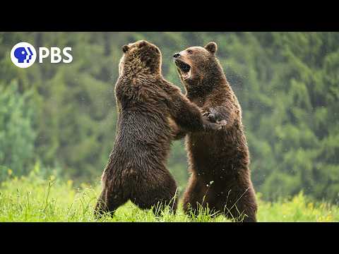 How Male Bears Attract Mates