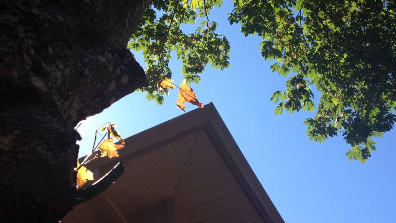 Spar tree,,, tree rigging - YouTube