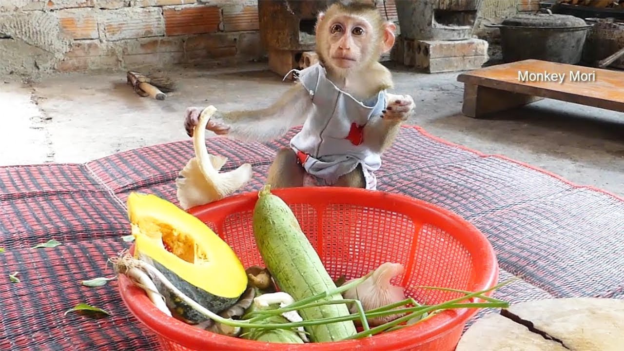 Baby Monkey Mori And Mom Cook Traditional Food Recipe - YouTube