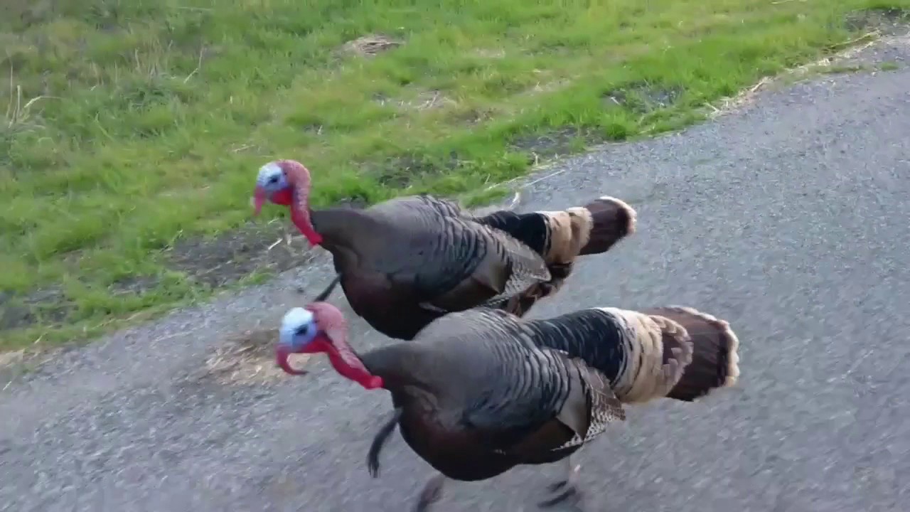 Turkeys Attack Bike Rider on Thanksgiving - YouTube