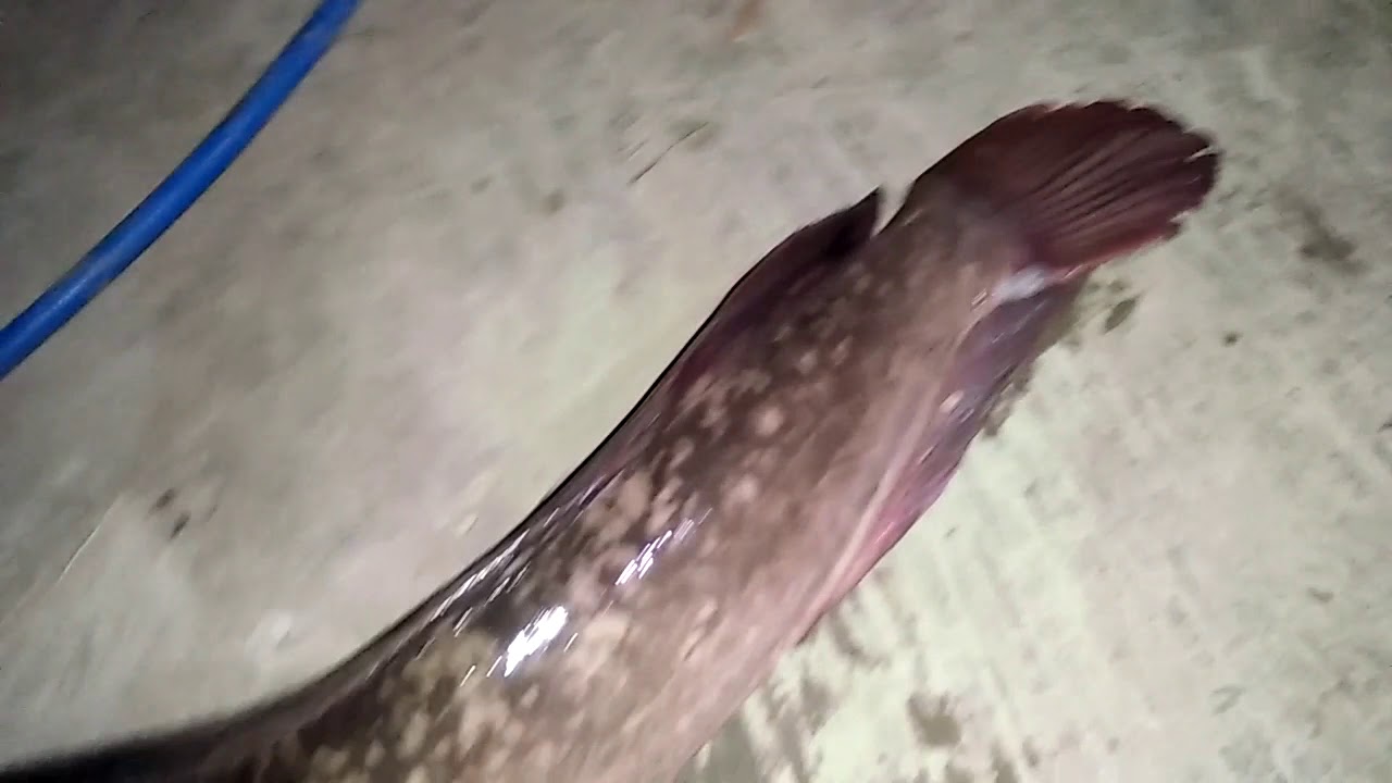 Lele jumbo ditemukan dikolam warga///lele apakah ini?? - YouTube