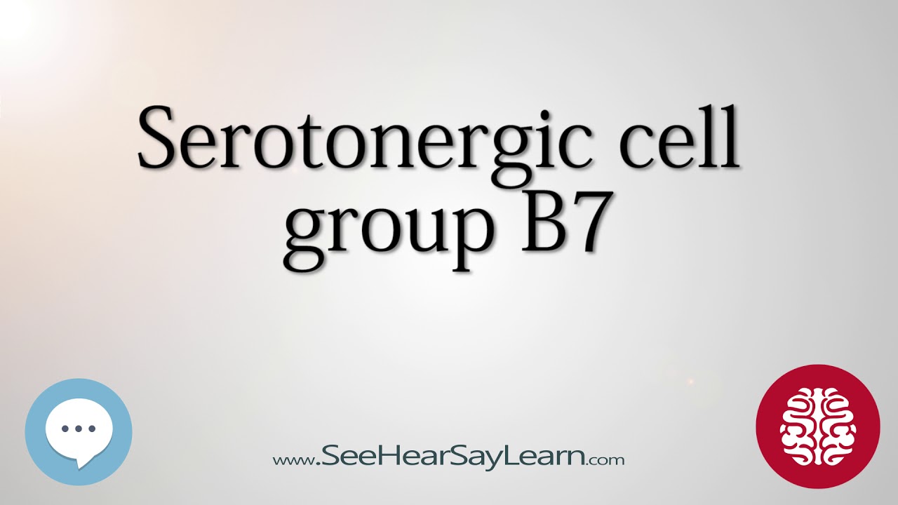 Serotonergic cell group B7 Anatomy of the Brain SeeHearSayLearn 🔊 - YouTube