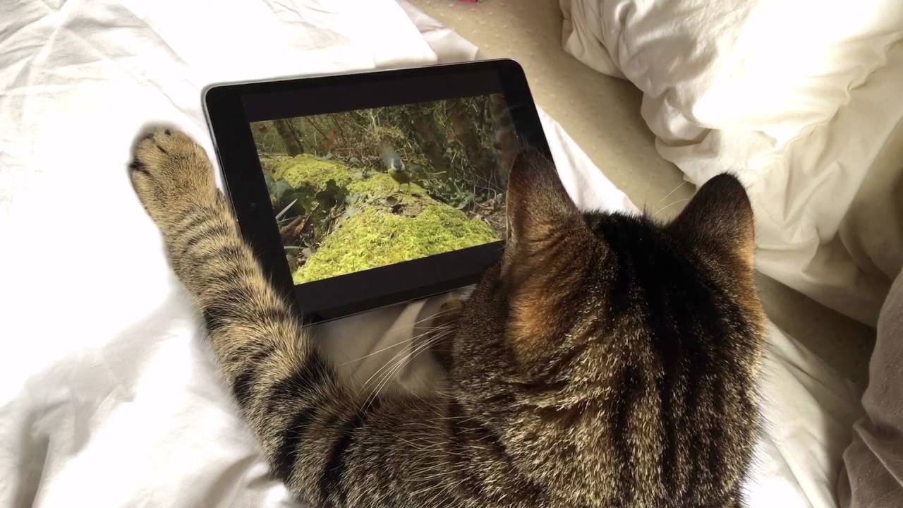 Strawberry tabby cat watches birds on iPad mini - YouTube