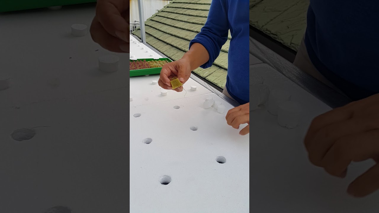PLANTING PROCESS IN HYDROPONIC FLOATING RAFT SYSTEM - YouTube