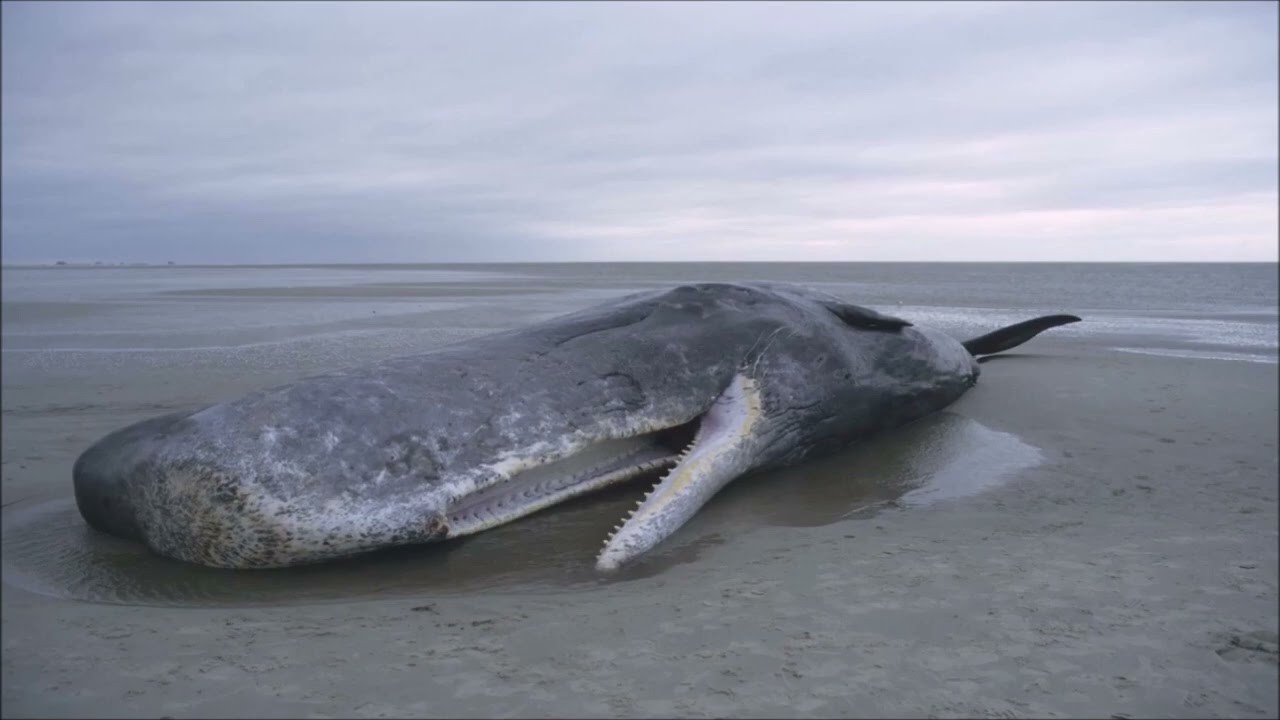 Aprendiendo con locura: explosión de ballena - YouTube