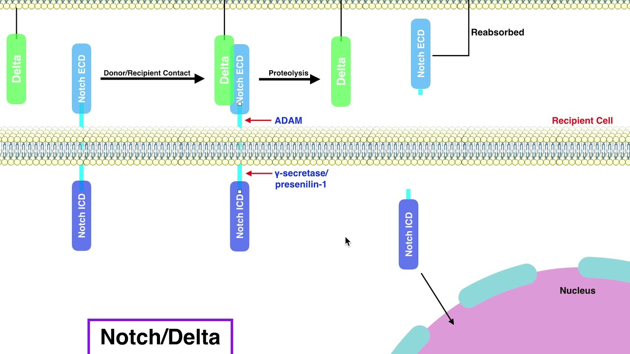 Biosignaling | Notch/Delta Signaling Pathway - YouTube