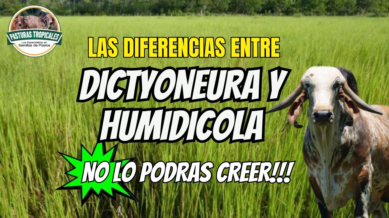 Las diferencias entre Dictyoneura y Humidicola #ganaderiacolombiana # ...