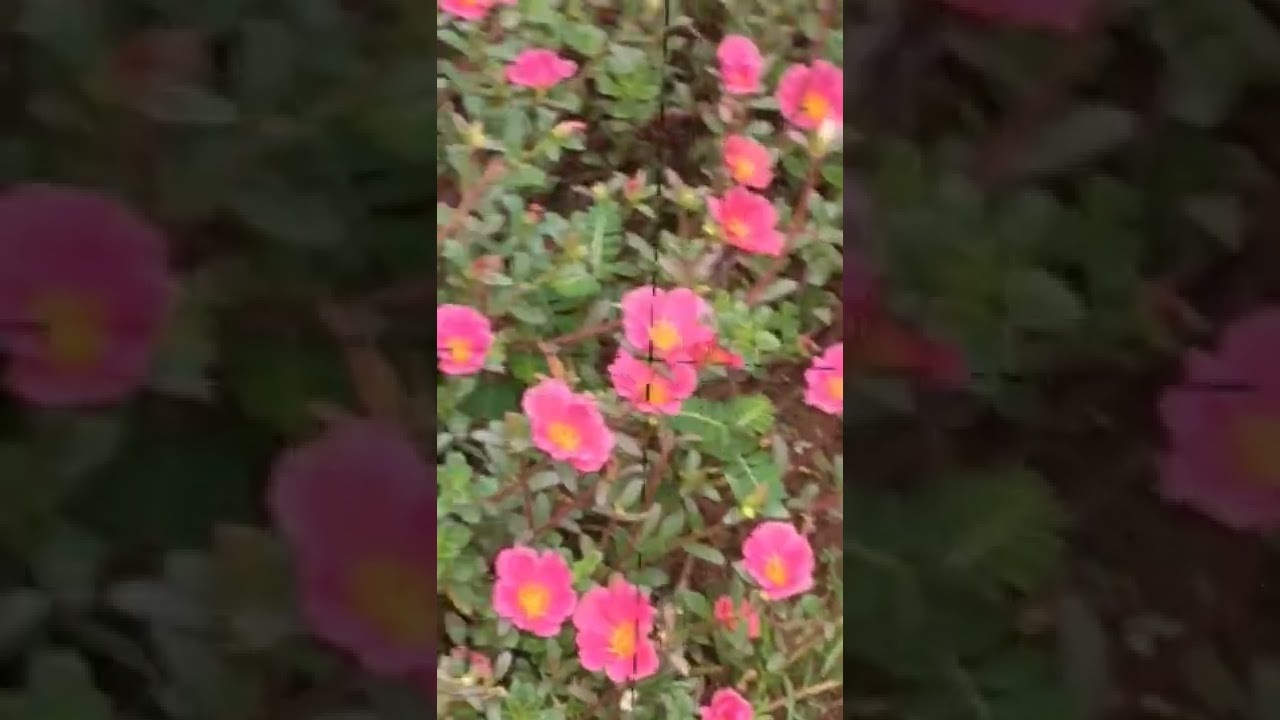 Bunga di pinggir jalan/Flowers by the roadside - YouTube