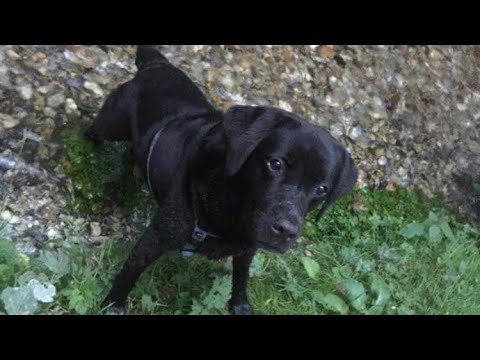 Happy Friday, Labrador favourite place#springwalk #seniordogs #labrador ...