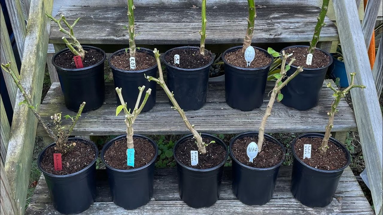 How to Overwinter Pepper Plants for Huge Pepper Harvests! - YouTube