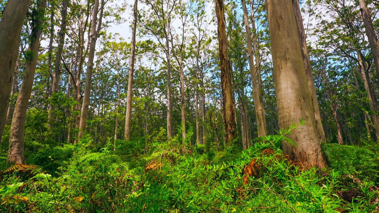 Wind in the Forest | Natural White Noise - YouTube